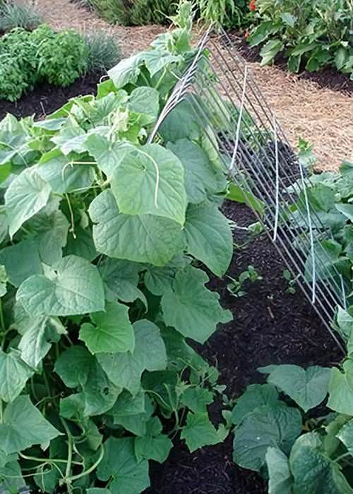 14 Charming DIY Zucchini Trellis Ideas for Your Garden