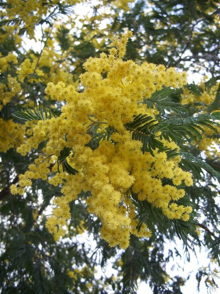 17 Stunning Trees That Look Like Ferns: Nature's Hidden Gems