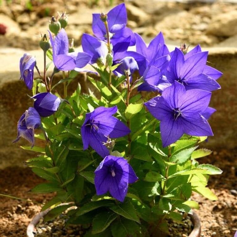17 Stunning Navy Blue Flowers to Brighten Your Garden
