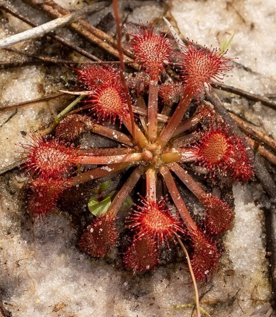 47 Beautiful Native Florida Flowers That Brighten Any Garden
