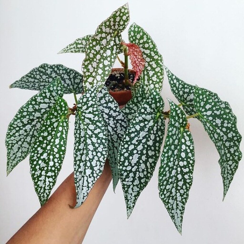 63 Amazing Variegated Versions of Most Popular Houseplants
