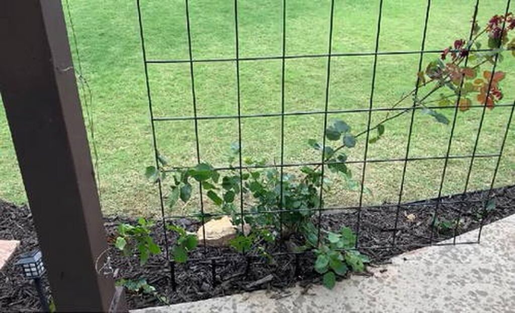 26 Beautiful DIY Rose Trellis Ideas for Your Garden