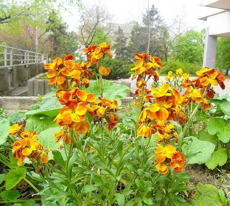 25 Dazzling Perennials with Orange Flowers to Brighten Your Garden