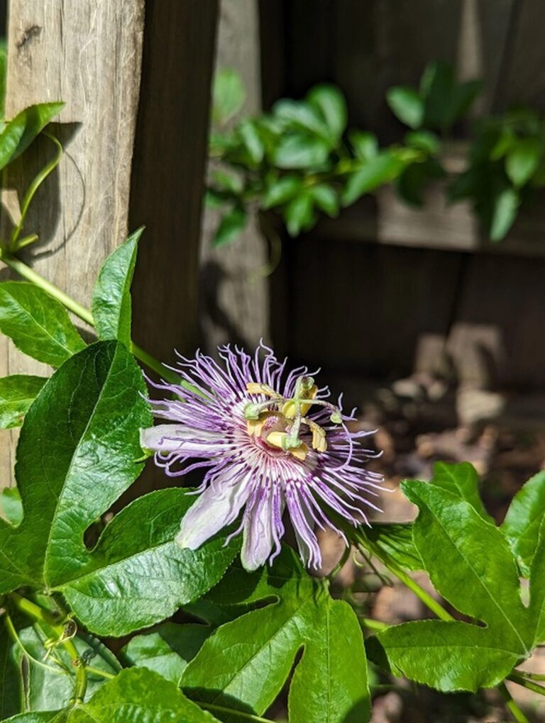 23 Beautiful Flowers That Mean Healing for a Comforting Touch