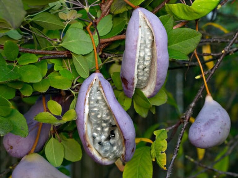 15 Delightful Fruits That Grow on Vines and Climbers