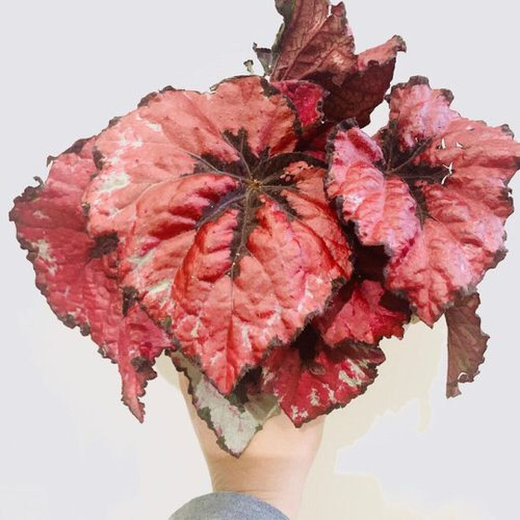 30 Gorgeous Types of Rex Begonia Varieties to Fall For