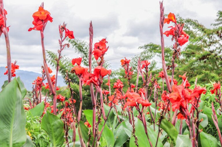 30 Stunning Types of Canna Lily Varieties for Garden Paradise
