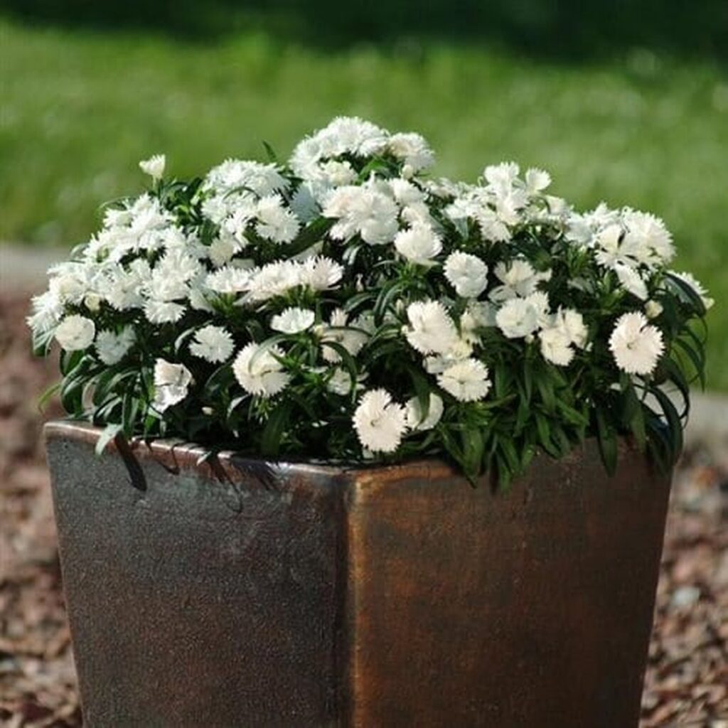 53 Types of White Flowers That Brighten Any Garden Instantly