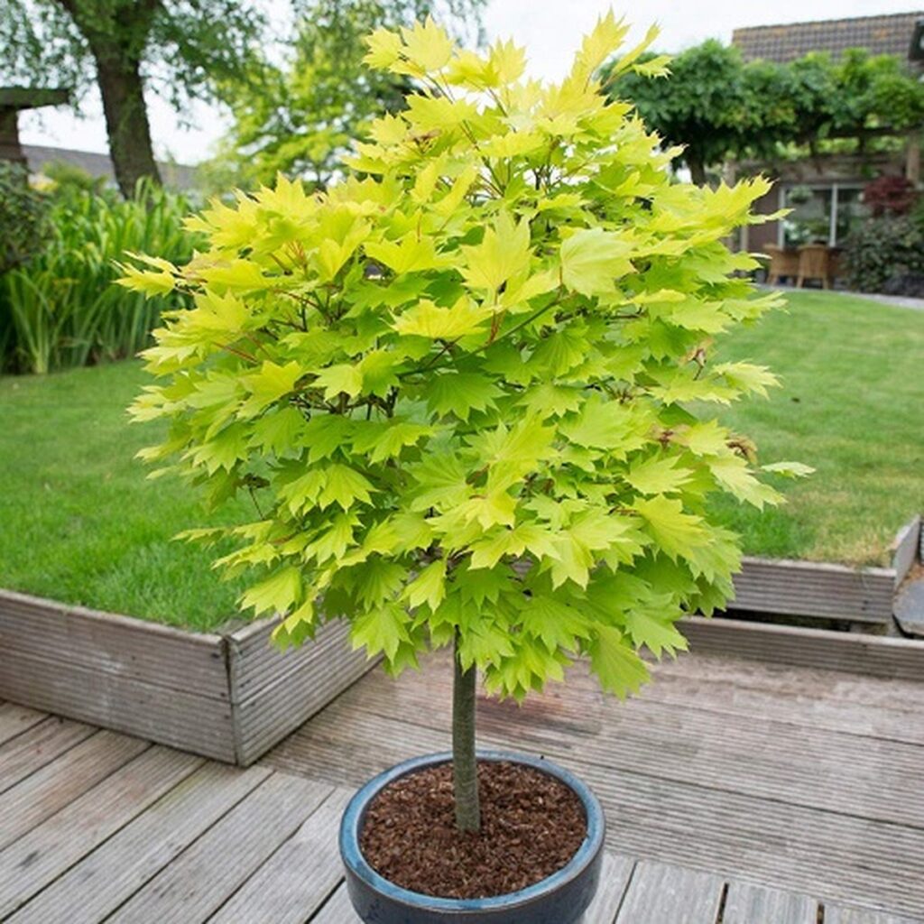 21 Gorgeous Maple Tree Varieties Perfect for Container Gardening