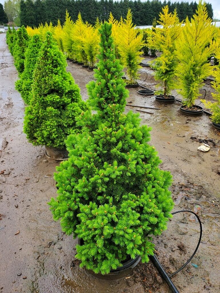 28 Stunning Tall Skinny Trees for Your Perfect Garden Oasis