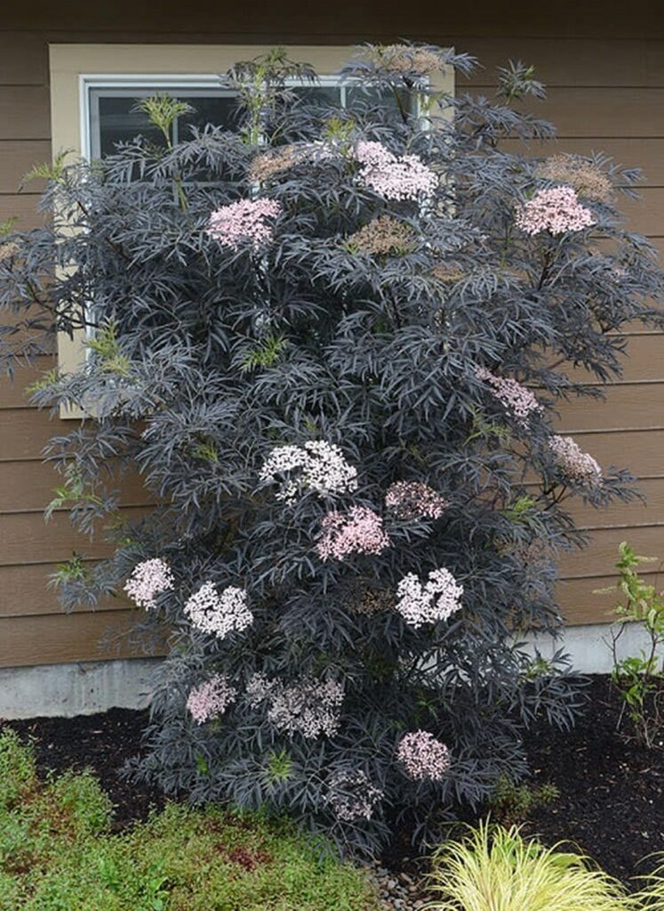 56 Stunning Black Flowers and Plants for a Dramatic Garden