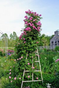 26 Beautiful DIY Rose Trellis Ideas for Your Garden