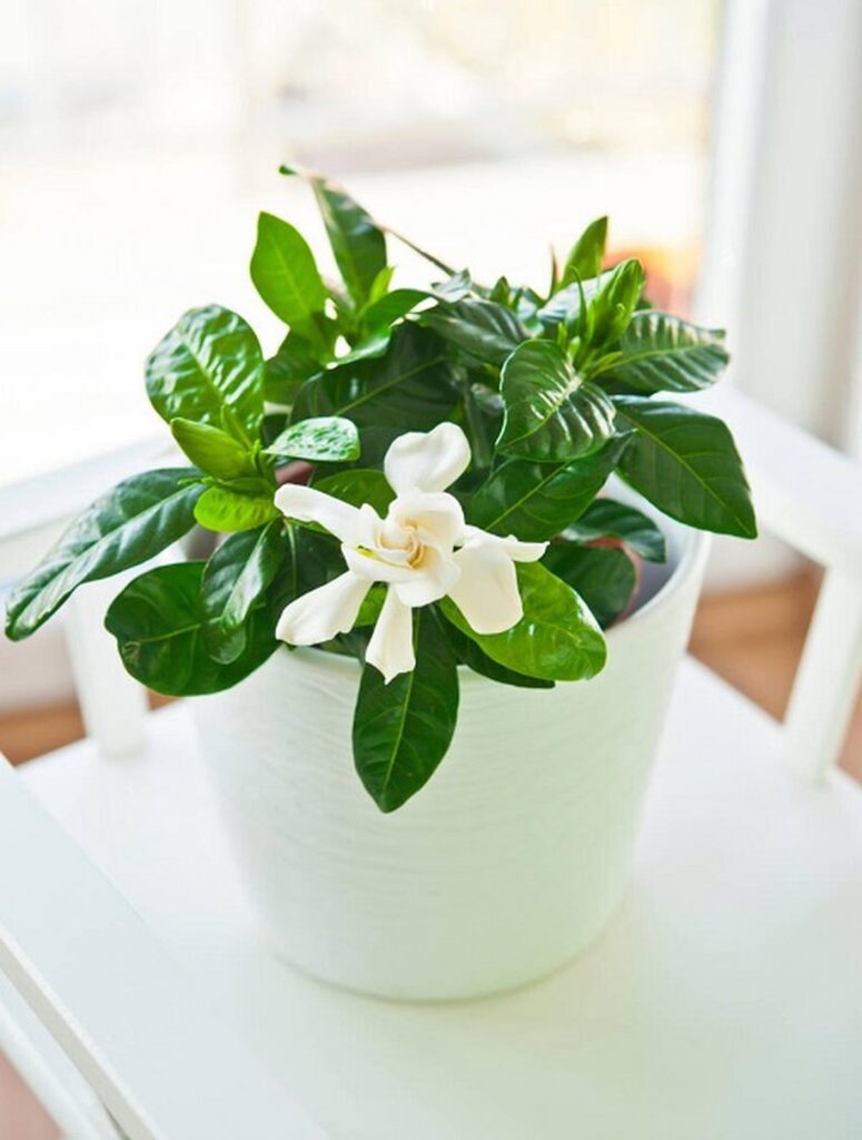 42 White Hawaiian Flowers That Take Your Breath Away