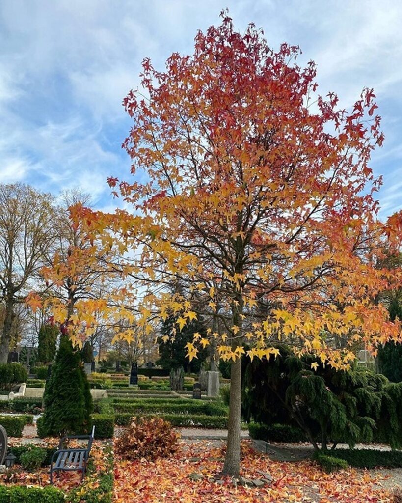 15 Gorgeous Chicago Native Plants for Your Enchanting Garden