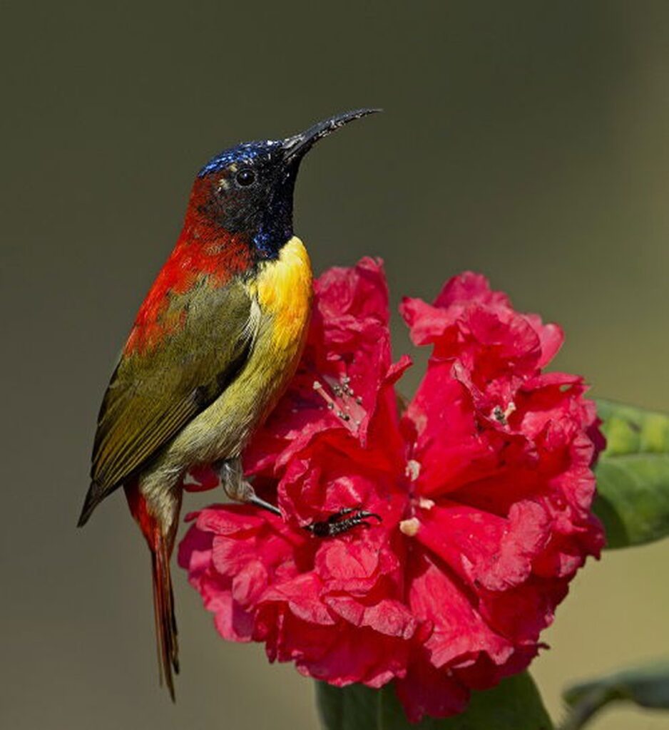 27 Beautiful Plants That Attract Hummingbirds to Your Garden