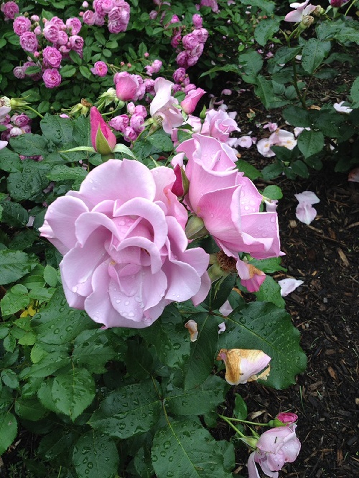 13 Stunning Blue Rose Varieties: Find Your Perfect Blooming Beauty