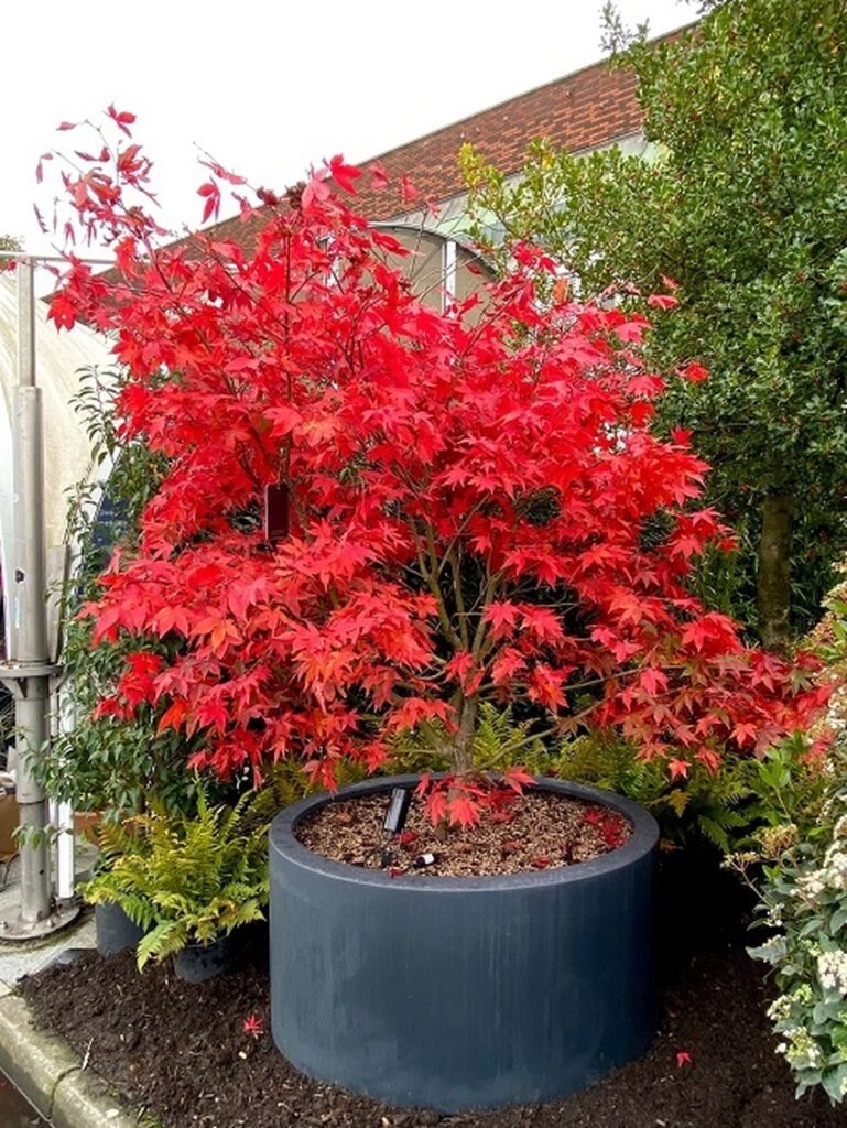 15 Exotic Trees With Red Leaves All Year for Your Garden