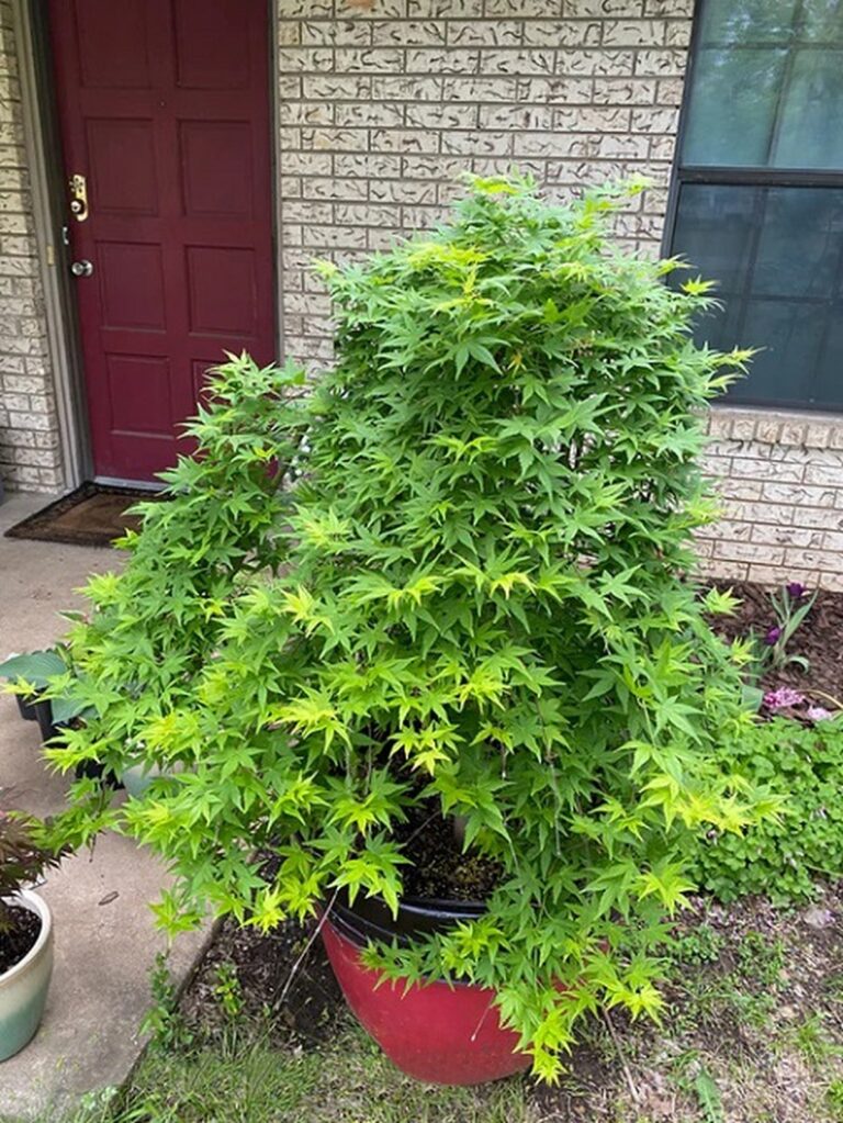 21 Gorgeous Maple Tree Varieties Perfect for Container Gardening