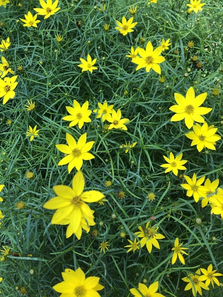 19 Beautiful Long Lasting Perennials That Bloom Forever