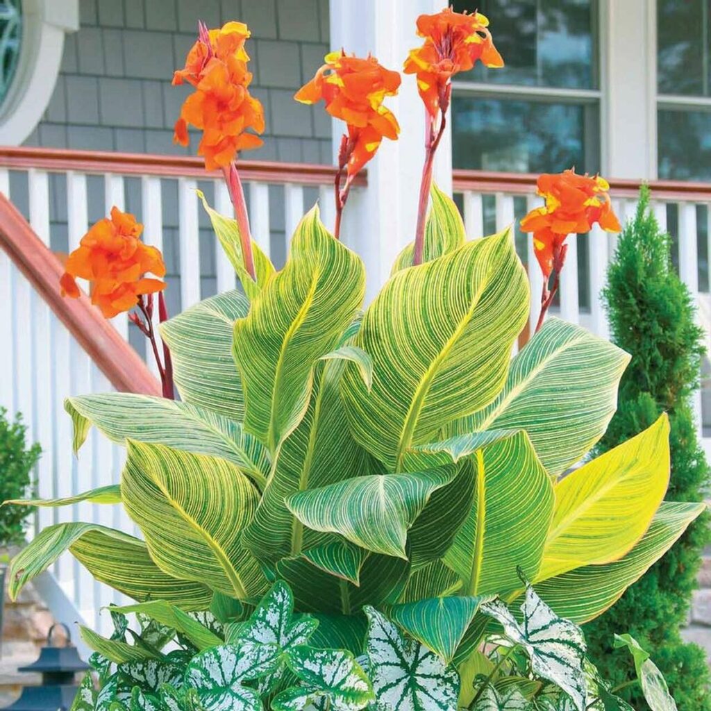 30 Stunning Types of Canna Lily Varieties for Garden Paradise