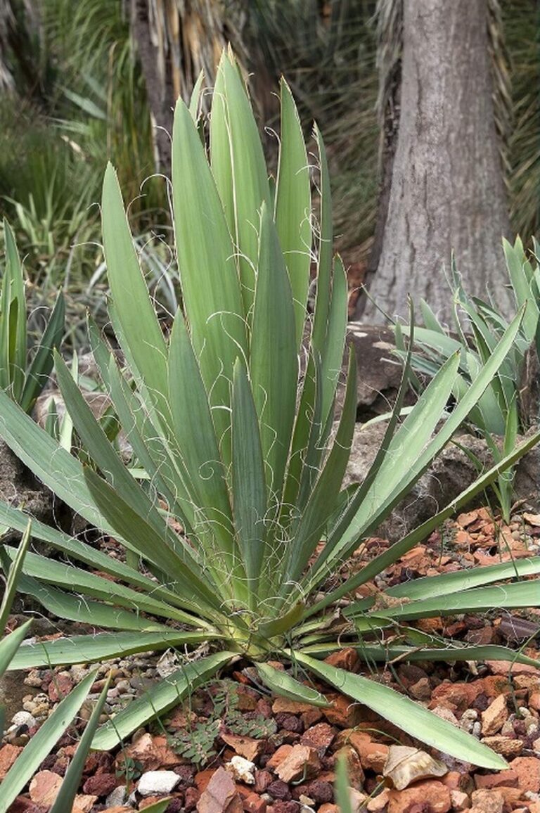 24 Stunning Yucca Plant Varieties for Your Garden Paradise