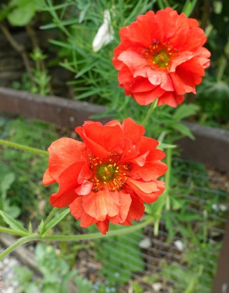 25 Breathtaking Red Flowers With Yellow Center That Wow