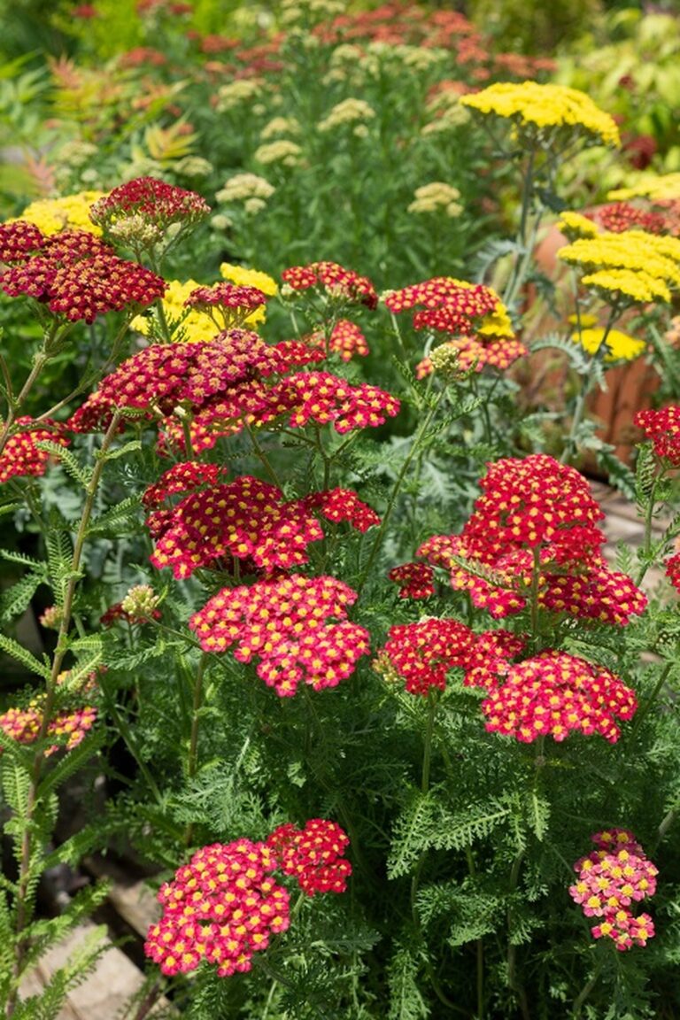 26 Effective Roses' Companion Plants to Get Rid Of Pests