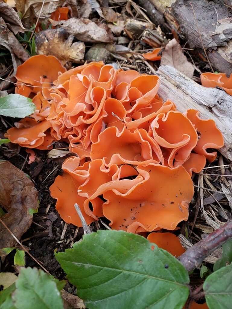 23 Stunning Mushrooms that Look Like Flowers to Discover Today