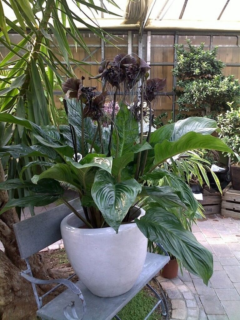 56 Stunning Black Flowers and Plants for a Dramatic Garden