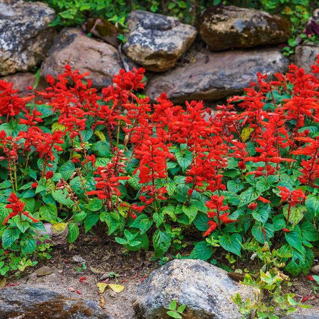 17 Stunning Red Plants in Florida with Pictures to Inspire You