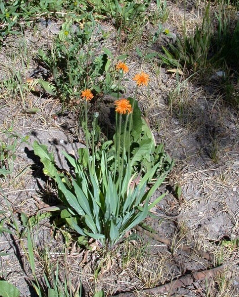 32 Exotic Orange Wildflowers to Brighten Your Garden