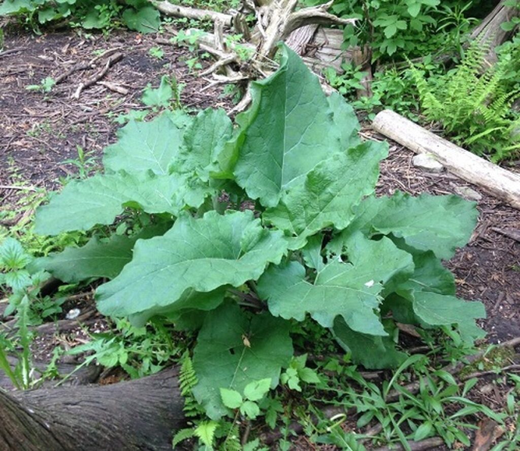 Take A Look About Plants That Resemble Rhubarb