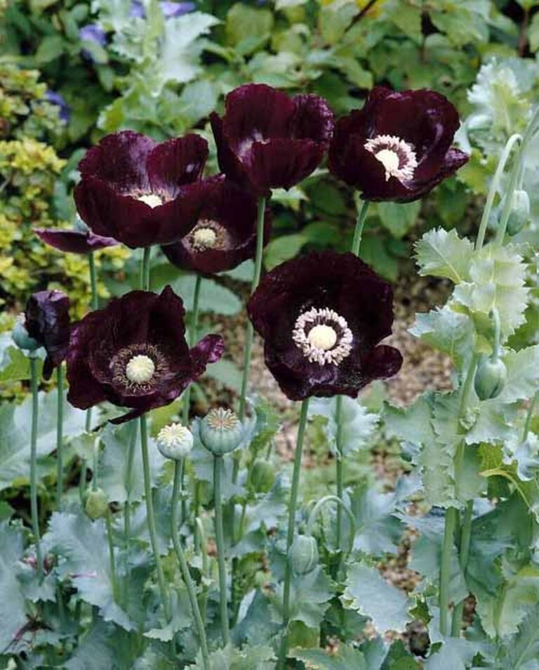 10 Hauntingly Beautiful Gothic Flowers for Garden Delight