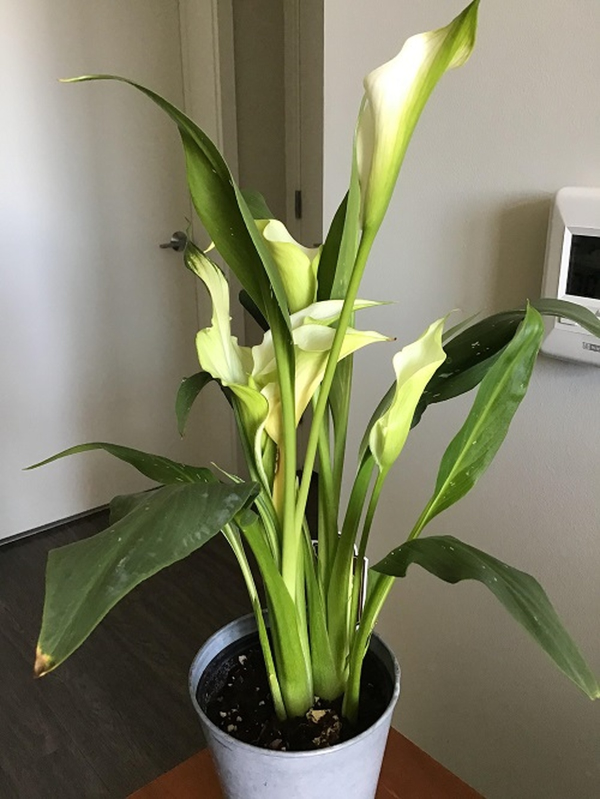 8 Simple Reasons Why Are My Calla Lily Leaves Turning Yellow & Fixes