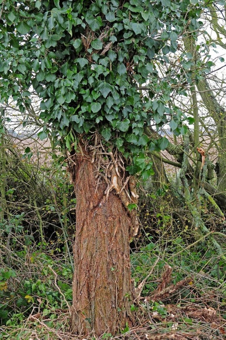 16 Vines That Can Grow on Trees: Find Your Perfect Match