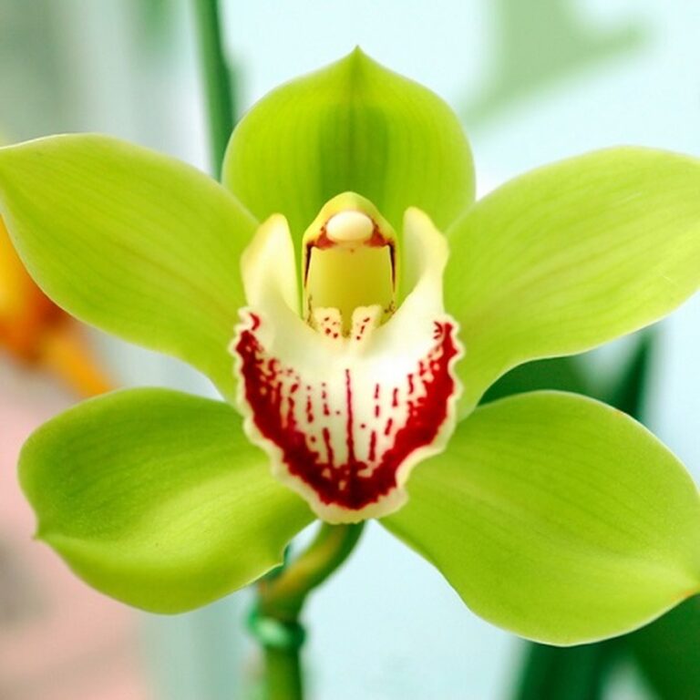 26 Breathtaking Rare and Unique Orchids Around the World