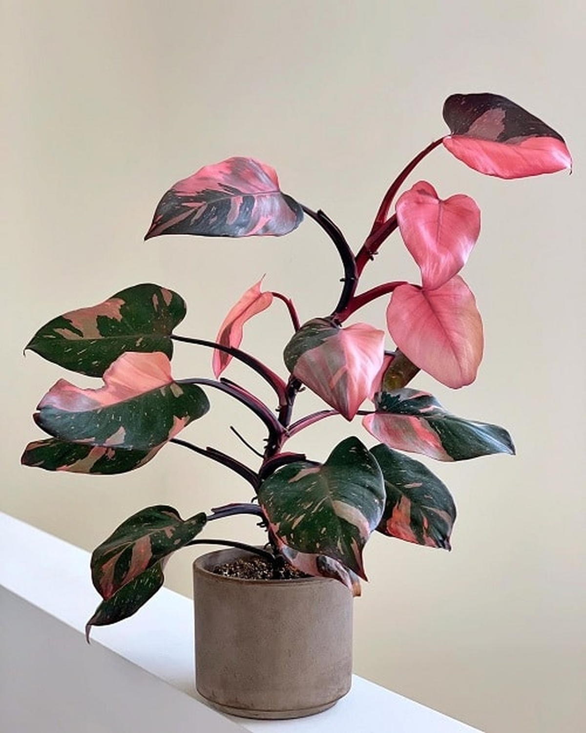 6 Stunning Philodendron Varieties That Thrive Easily Indoors