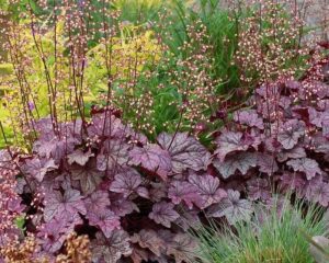 31 Stunning Heuchera Varieties for Your Dream Garden