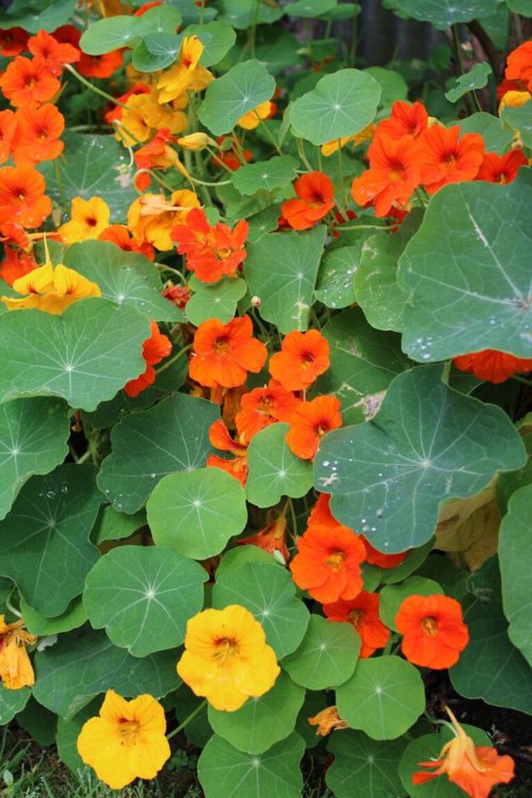 20 Edible Flowers that are Vegetables - Cook These Blooms Today!