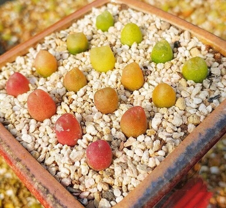 94 Perfect Types of Conophytum Varieties for Plant Lovers