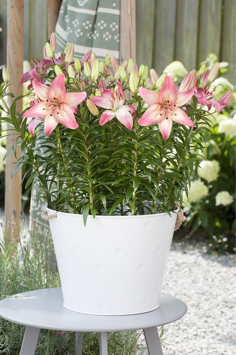 20 Stunning Pink Lily Varieties That Brighten Any Garden