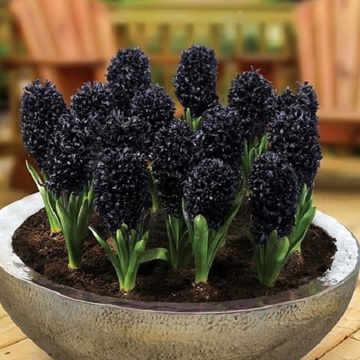 10 Hauntingly Beautiful Gothic Flowers for Garden Delight