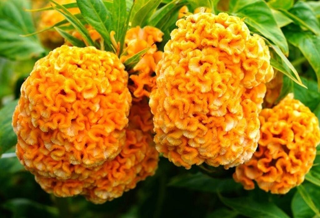 19 Exotic Plants That Look Like Brain