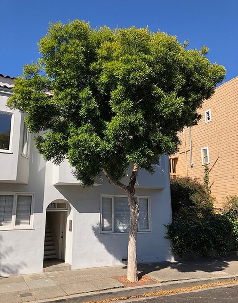 40 Enchanting Trees that Start With T to Explore