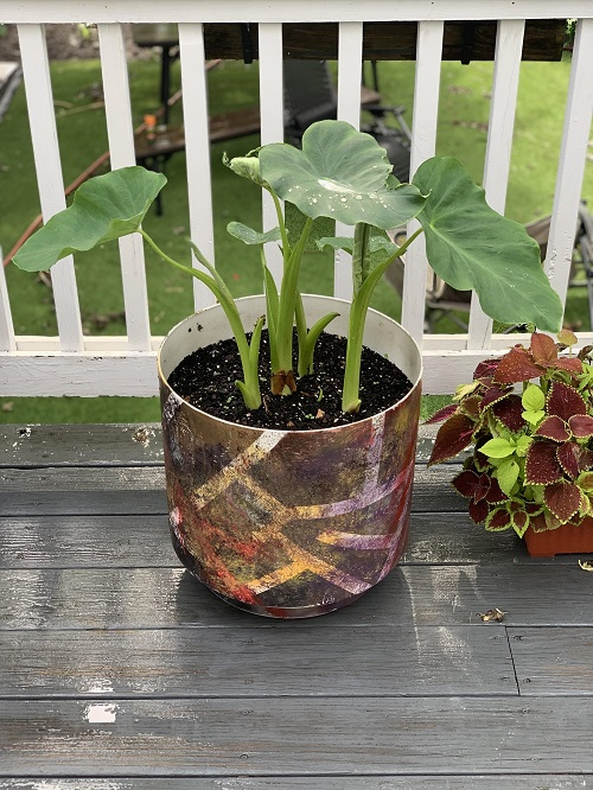 4 Simple Ways to Propagate an Elephant Ear Plant Successfully