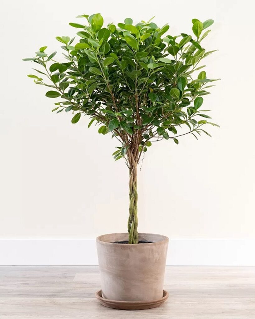 37 Stunning Ficus Benjamina Varieties for Your Home Garden