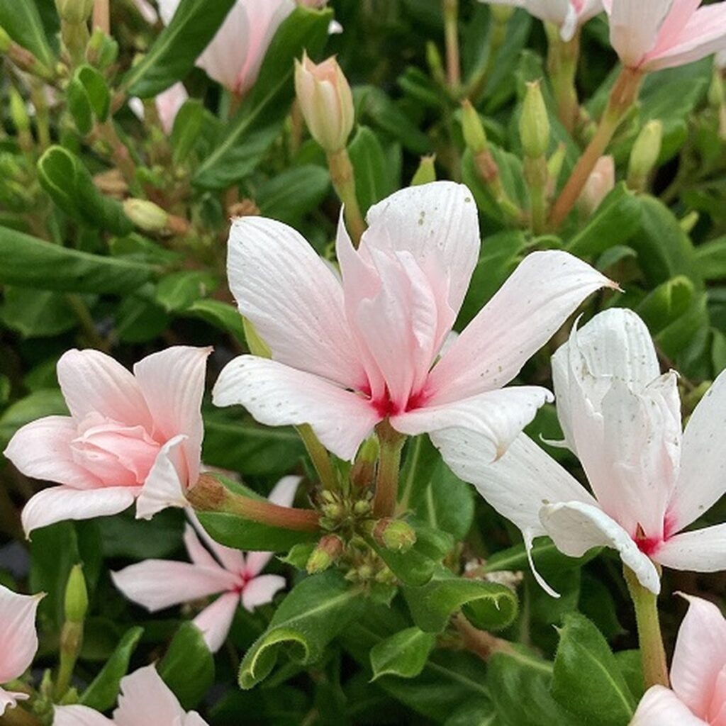 15 Types of Vincas to Brighten Your Garden