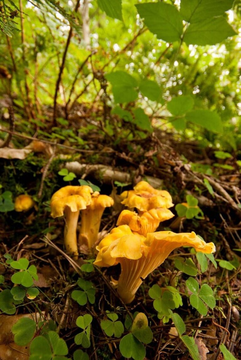 22 Delicious Edible Mushrooms that Grow on Trees to Try Today