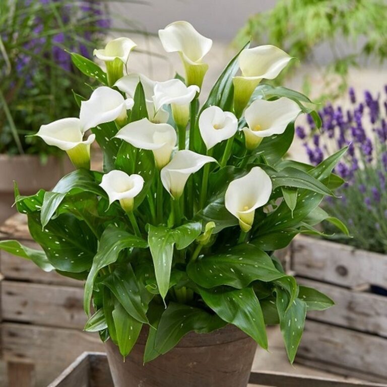 12 Stunning White Calla Lily Varieties to Brighten Your Garden