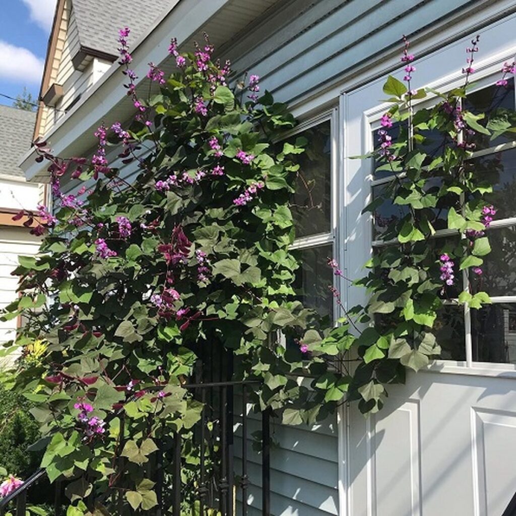 53 Gorgeous Flowering Vines and Climbers for Garden & Containers